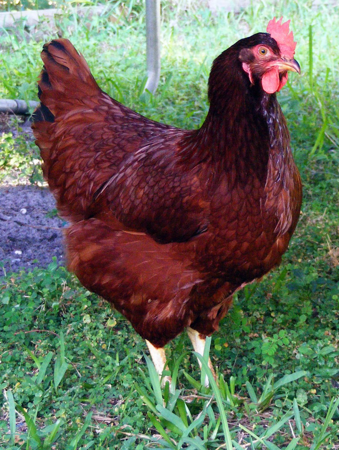 Poules pondeuses – La Volaille Froger