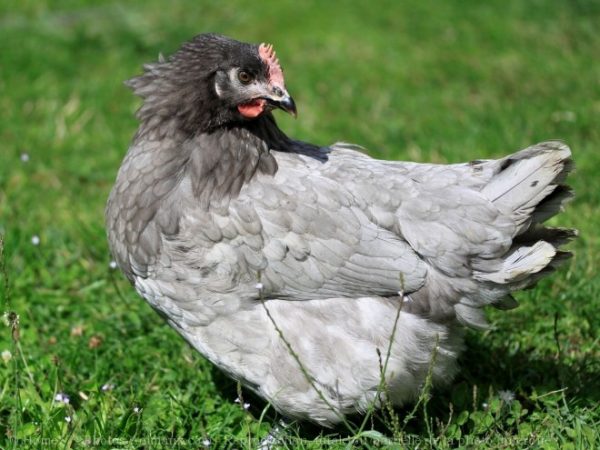 Poules pondeuses – La Volaille Froger